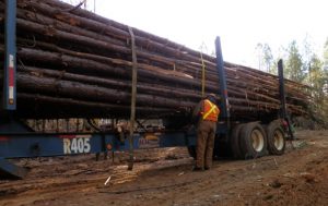 Logging Safety